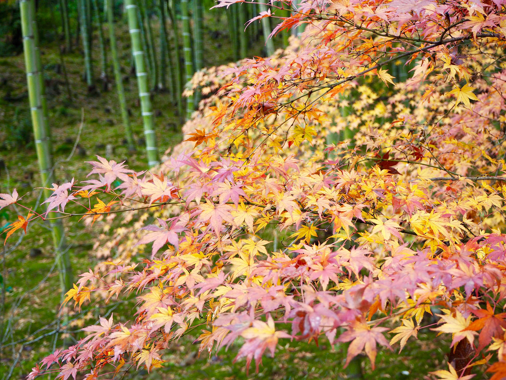 20 photos that will make you want to visit Japan in the Autumn - She ...