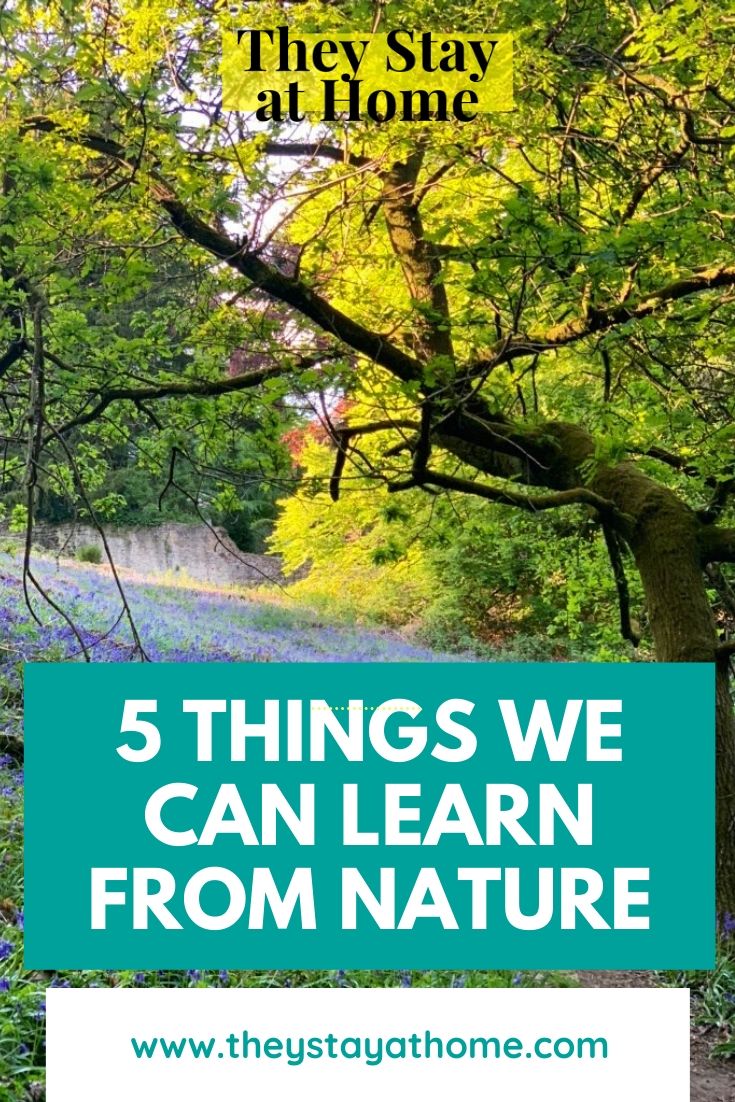 5 Things we can Learn from Nature - She Gets Around
