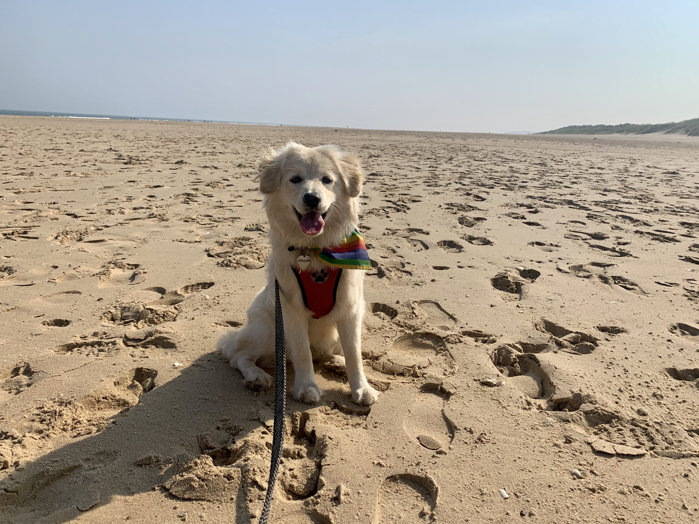 The 6 Best Dog friendly Beaches In Devon She Gets Around the-6-best-dog-friendly-beaches-in-devon-she-gets-around