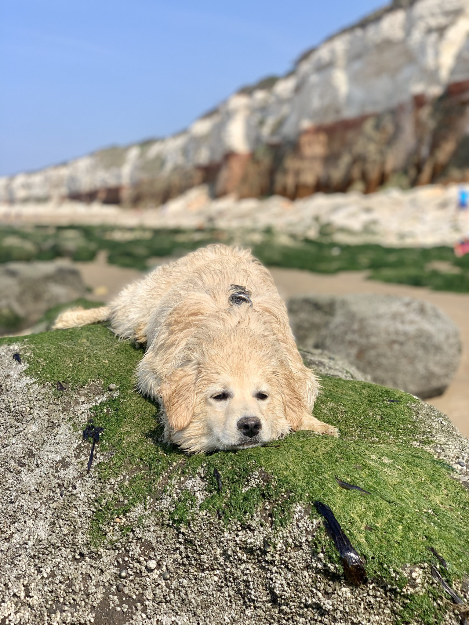 A Dog Friendly Holiday on the Norfolk Coast - She Gets Around