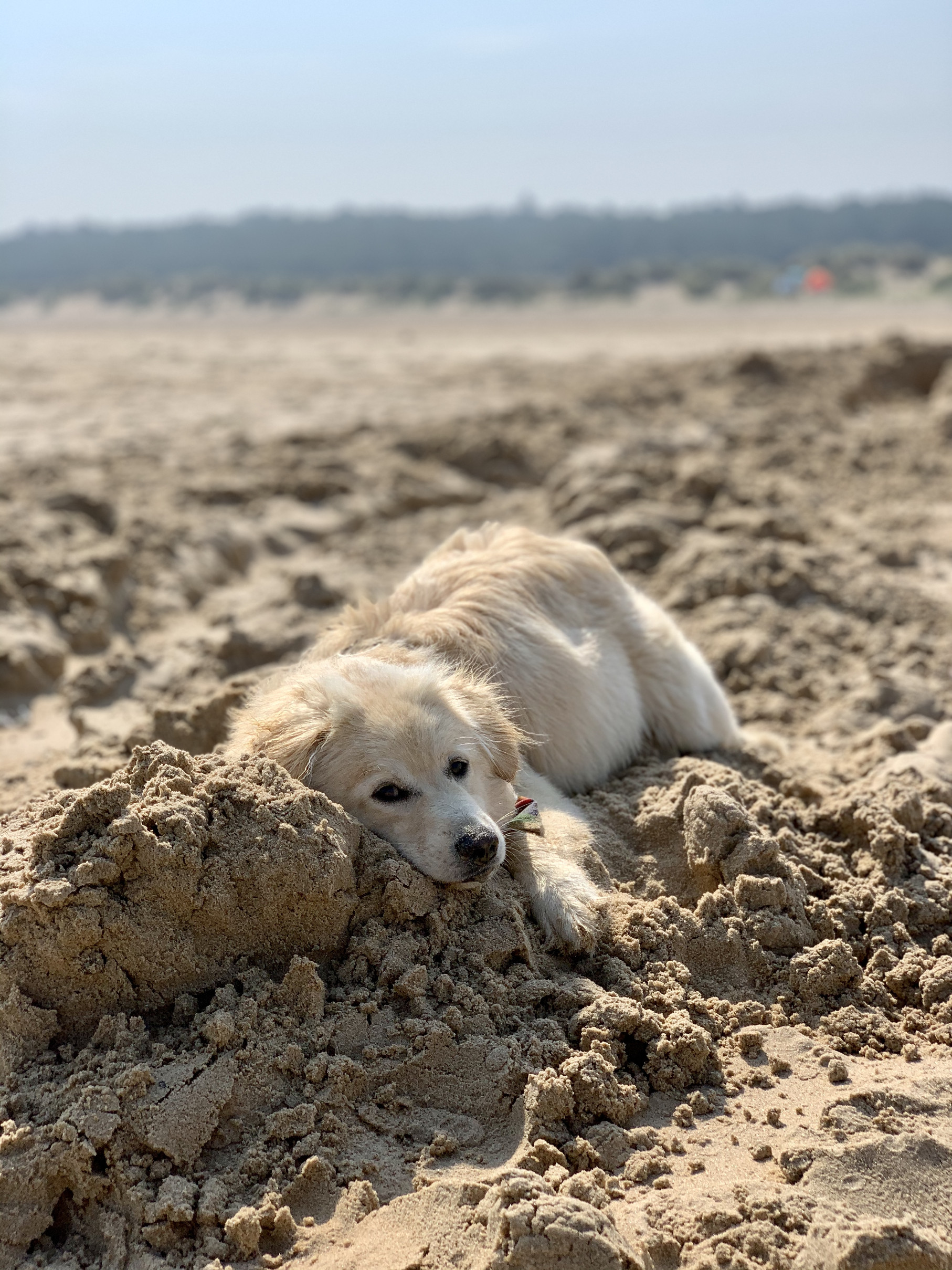 The 6 best dog-friendly beaches in Devon - She Gets Around