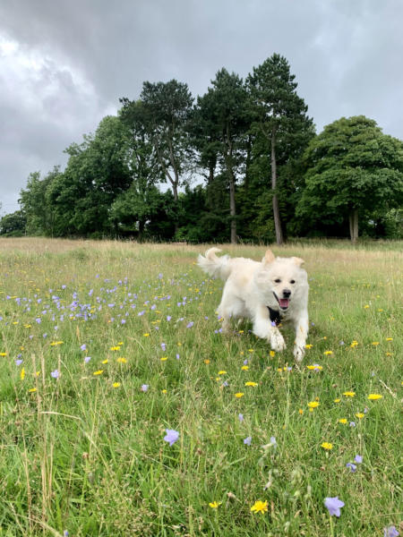 18 Amazing Things to Do in Matlock, Derbyshire - She Gets Around